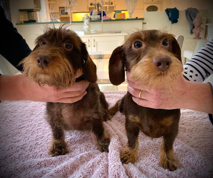 Onze kennel :: Rosa Solis